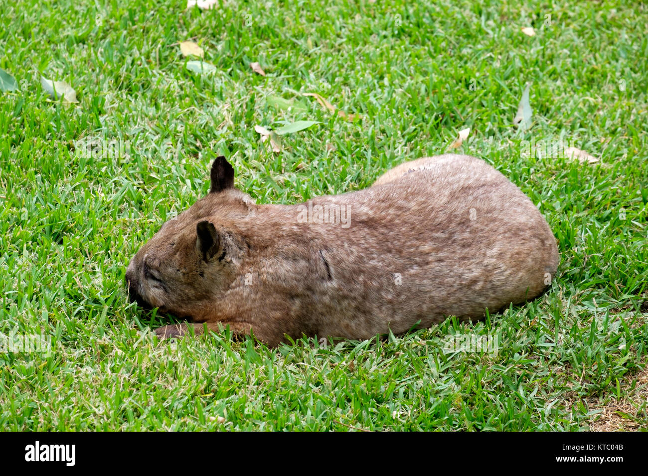 Wombat - At the Rockhampton Zoo & Botanical Gardens Stock Photo - Alamy