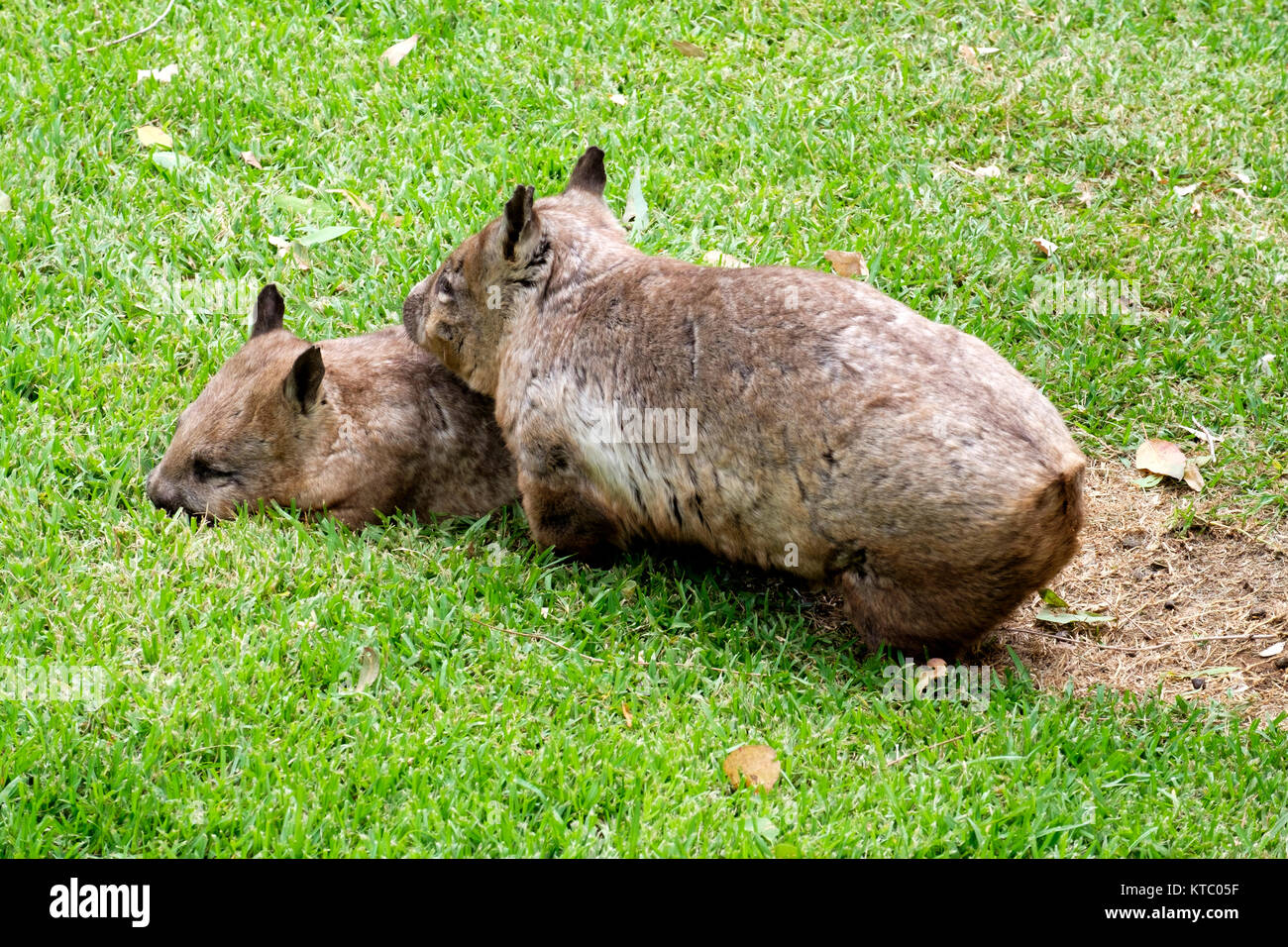 Wombat - At the Rockhampton Zoo & Botanical Gardens Stock Photo - Alamy