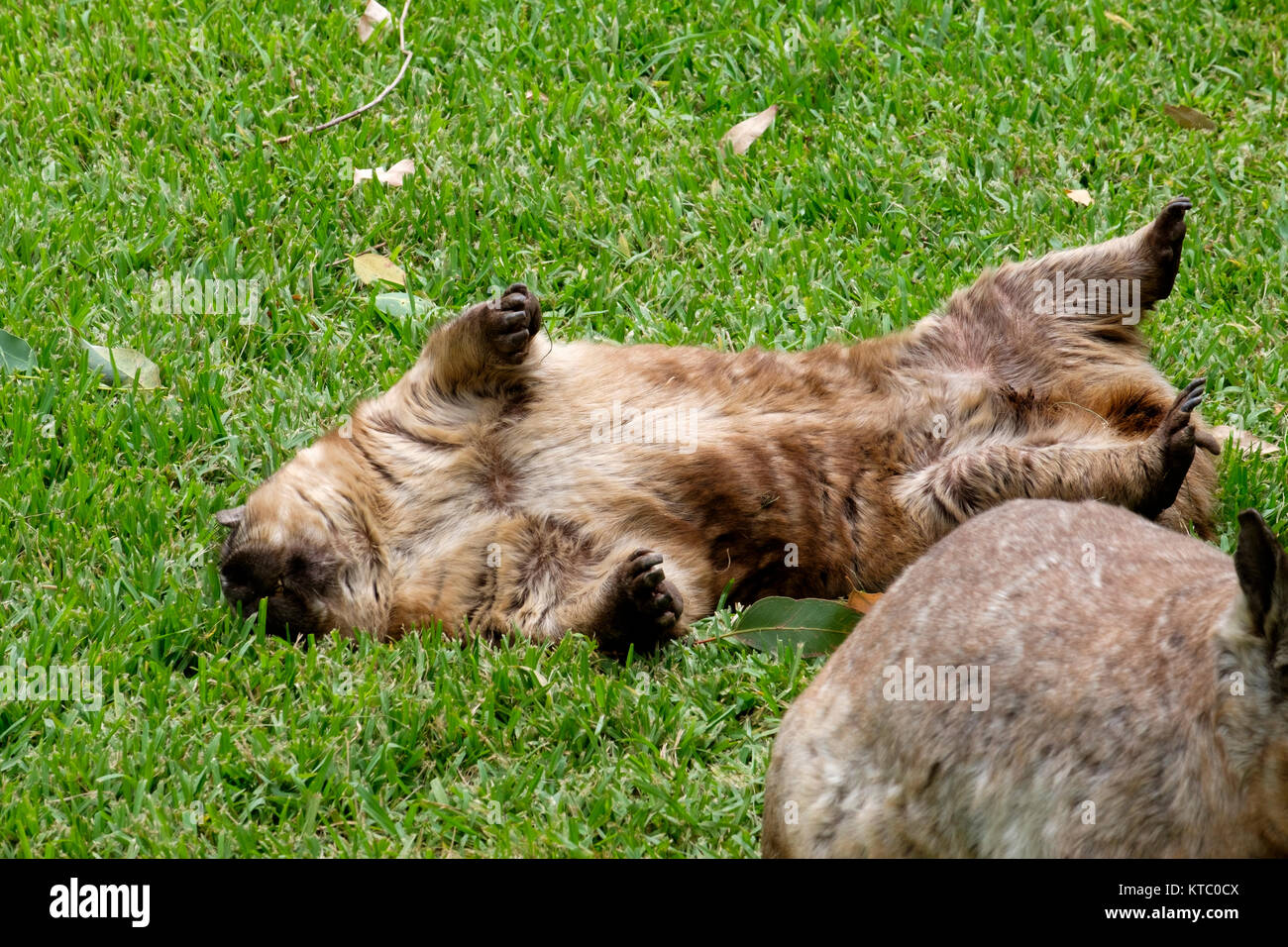 Wombat - At the Rockhampton Zoo & Botanical Gardens Stock Photo - Alamy