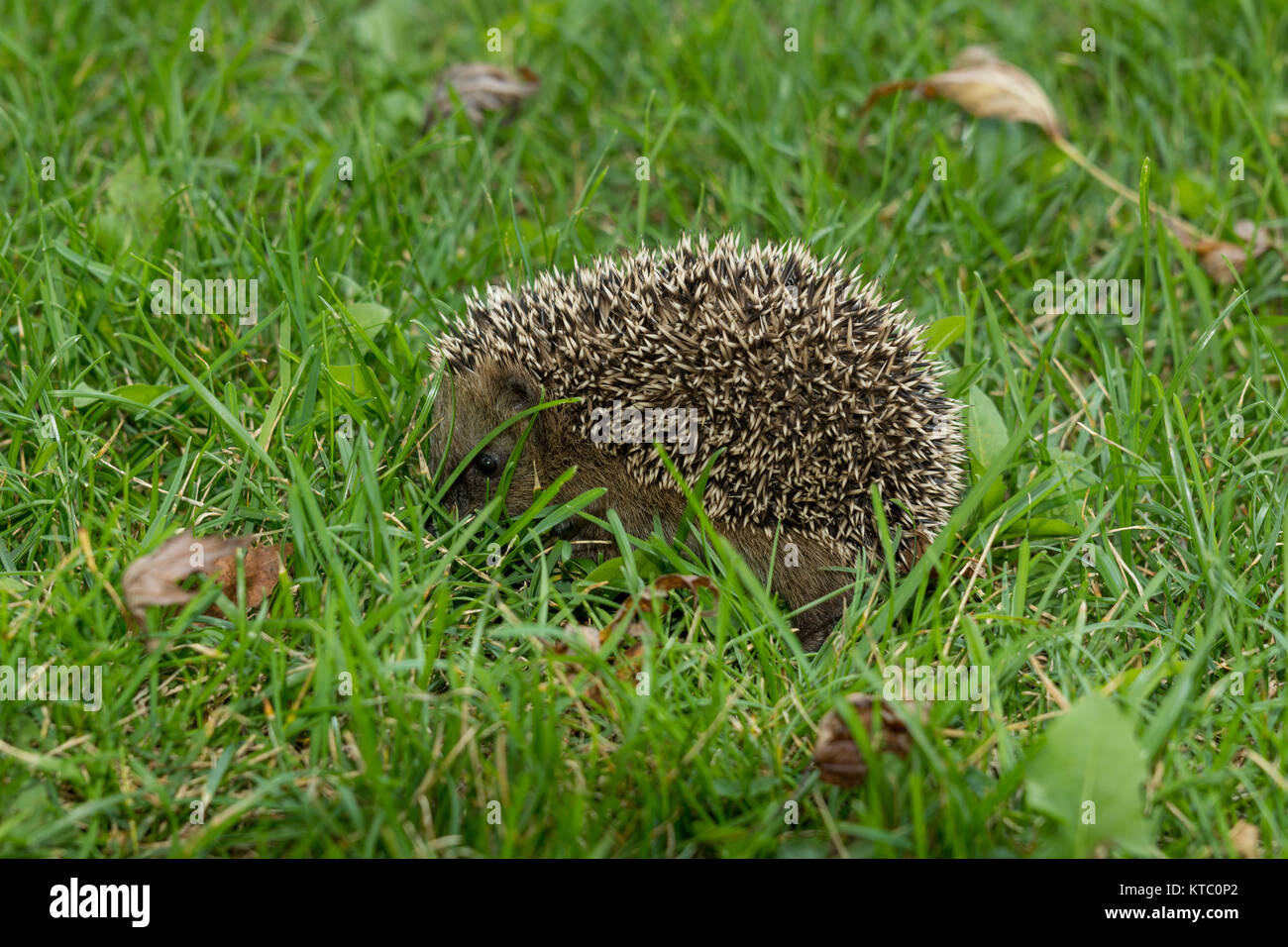 hedgehog in the garden Stock Photo - Alamy