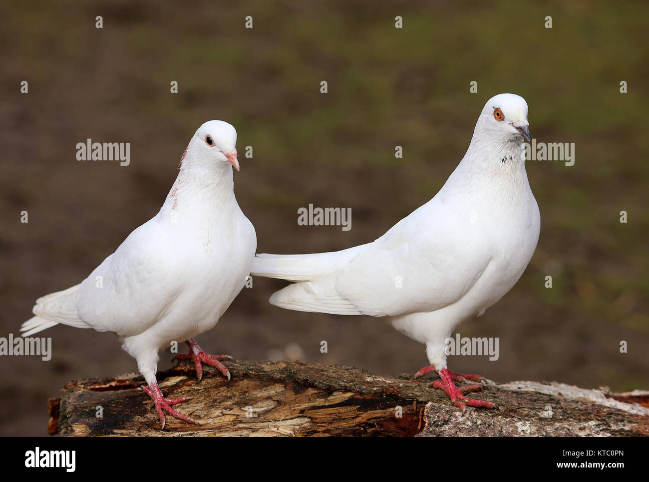 two snow-white doves Stock Photo - Alamy