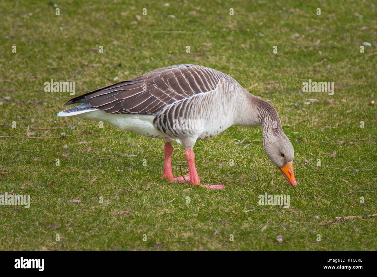 goose eating from grass Stock Photo - Alamy