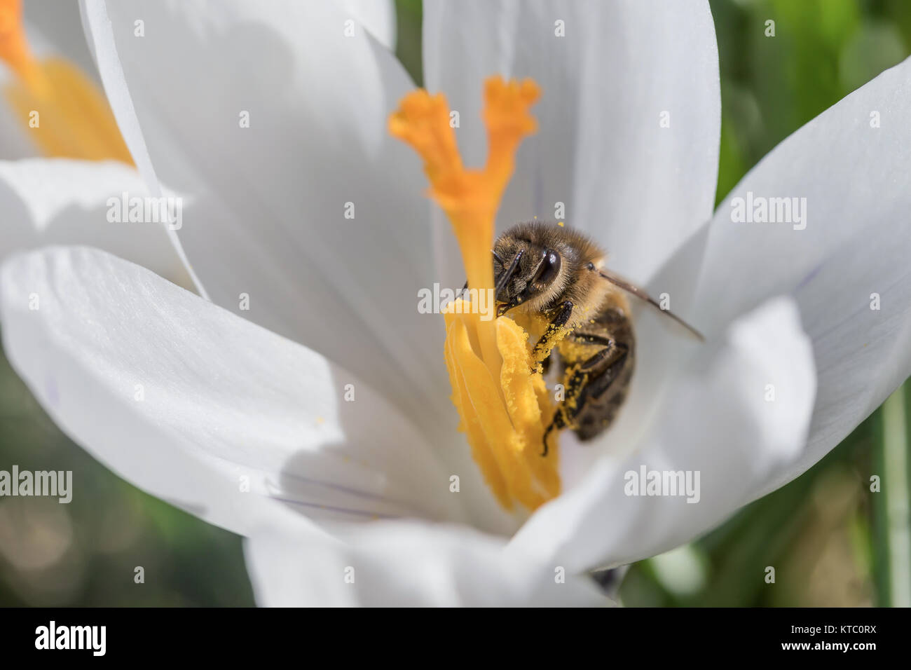 Closeup view of a bee in a white saffron flowet Stock Photo - Alamy