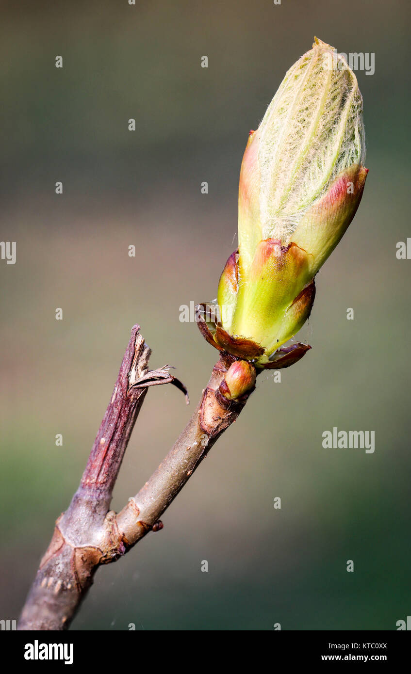 young shoots on trees,nature,springtime Stock Photo - Alamy