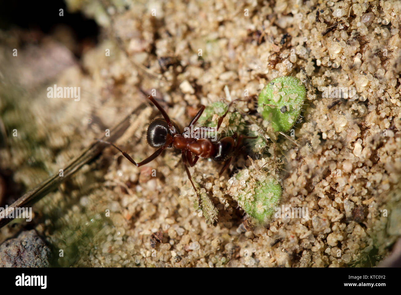 ant cuts leaves,insects,nature Stock Photo - Alamy