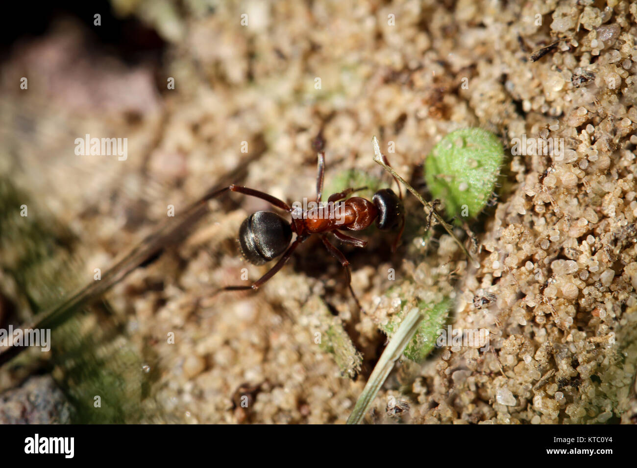 ant cuts leaves,insects,nature Stock Photo - Alamy