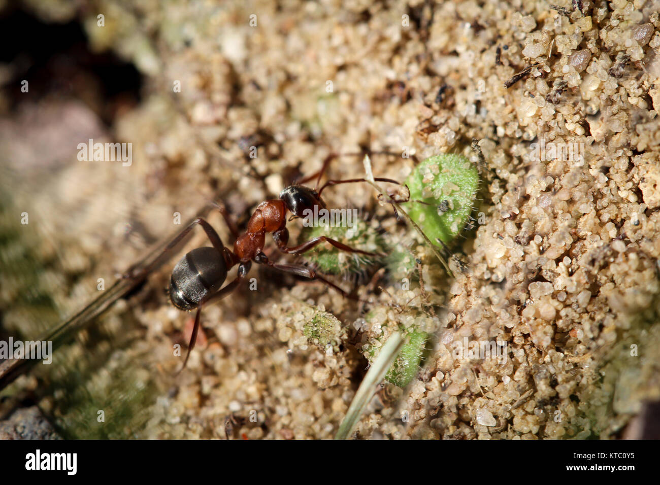 Queen ants fight hi-res stock photography and images - Alamy