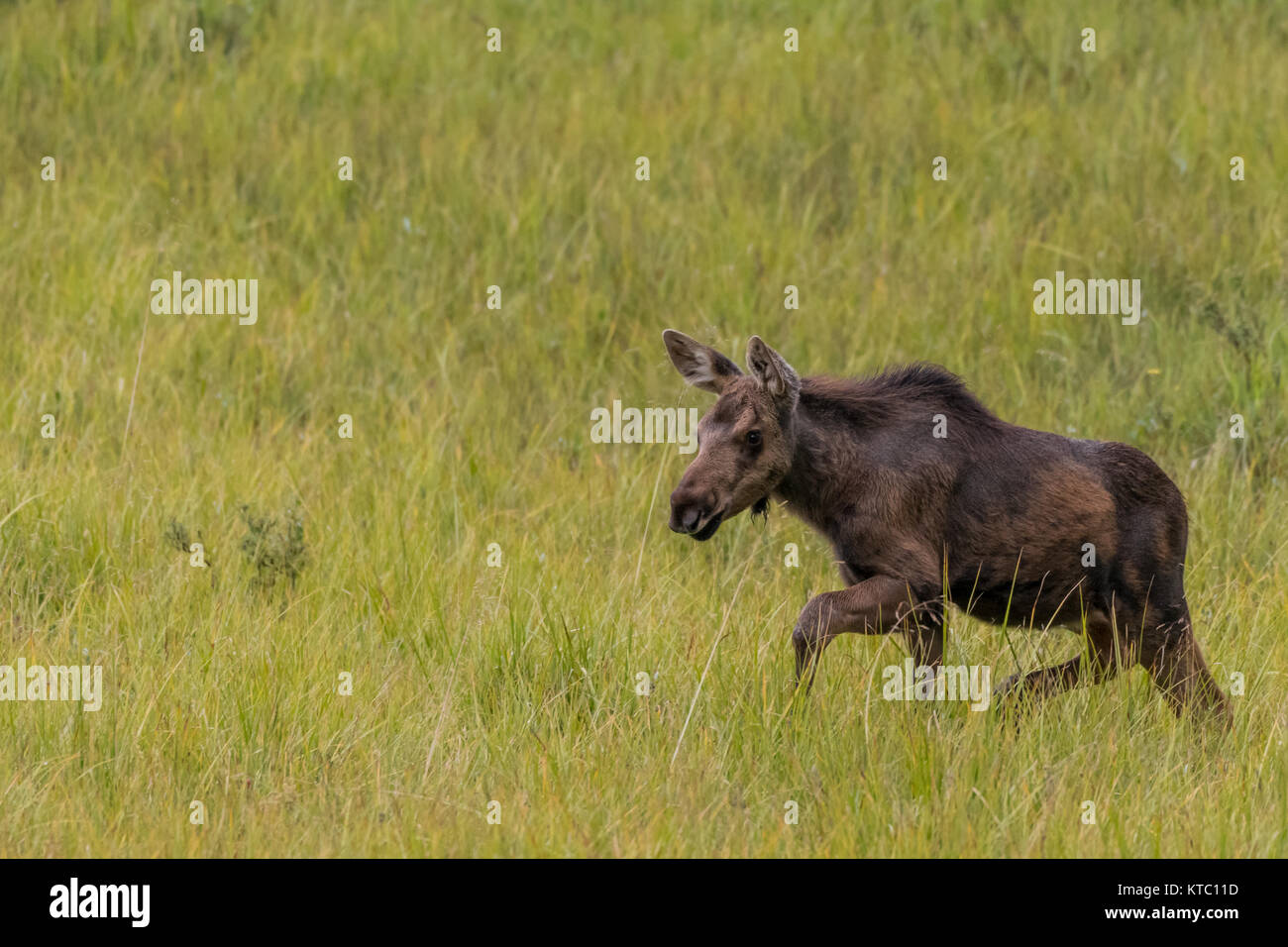 Moose Foal Runs Through Field with copy space to left Stock Photo - Alamy
