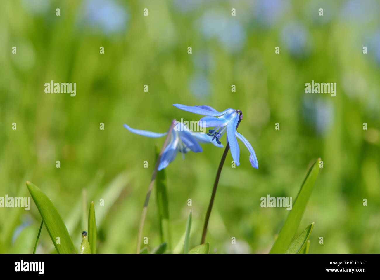 Siberian Blue Star Stock Photo - Alamy