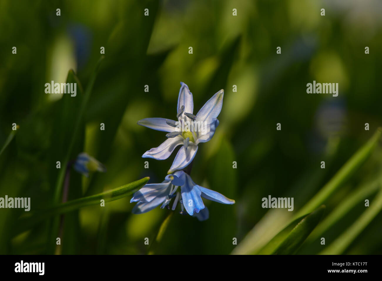 Siberian Blue Star Stock Photo - Alamy