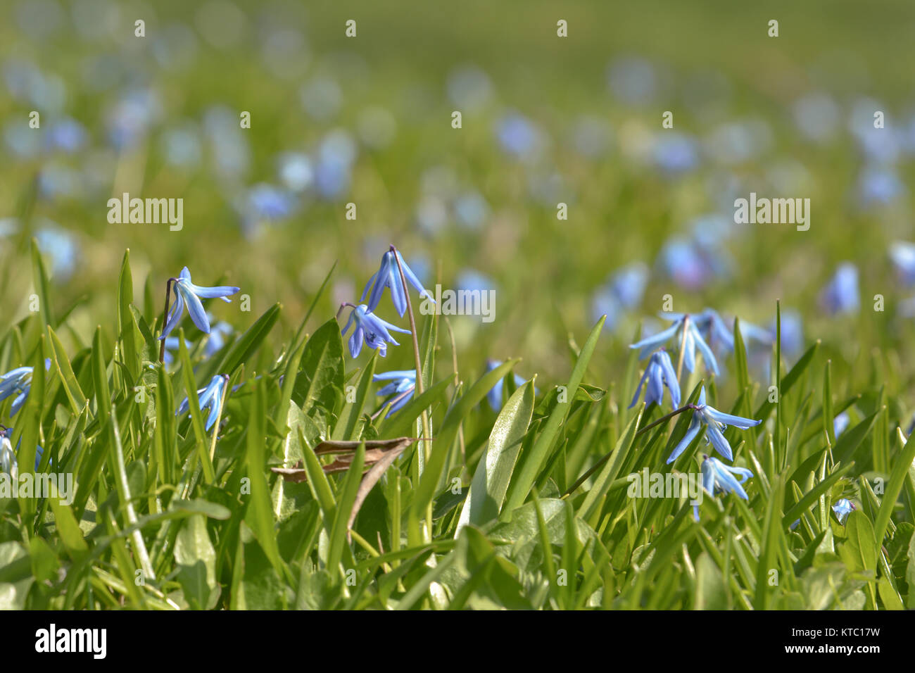 Siberian Blue Star Stock Photo - Alamy