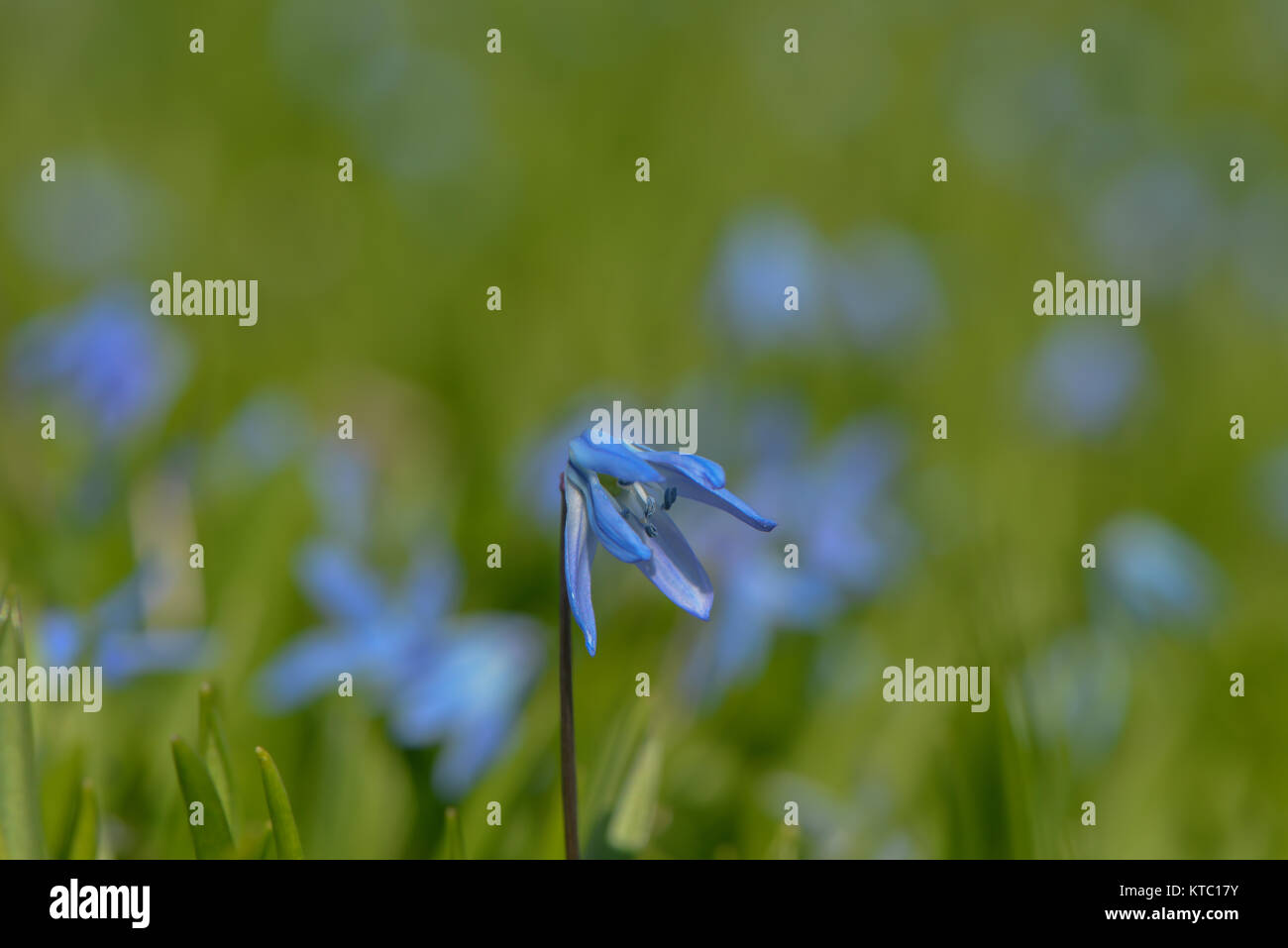 Siberian Blue Star Stock Photo - Alamy