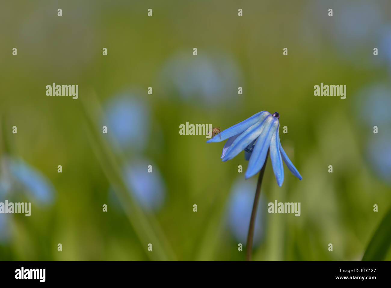 Siberian Blue Star Stock Photo - Alamy