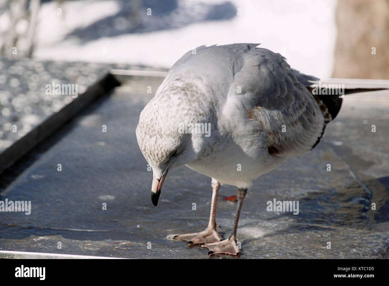 seagull pecking wildlife animal Stock Photo - Alamy