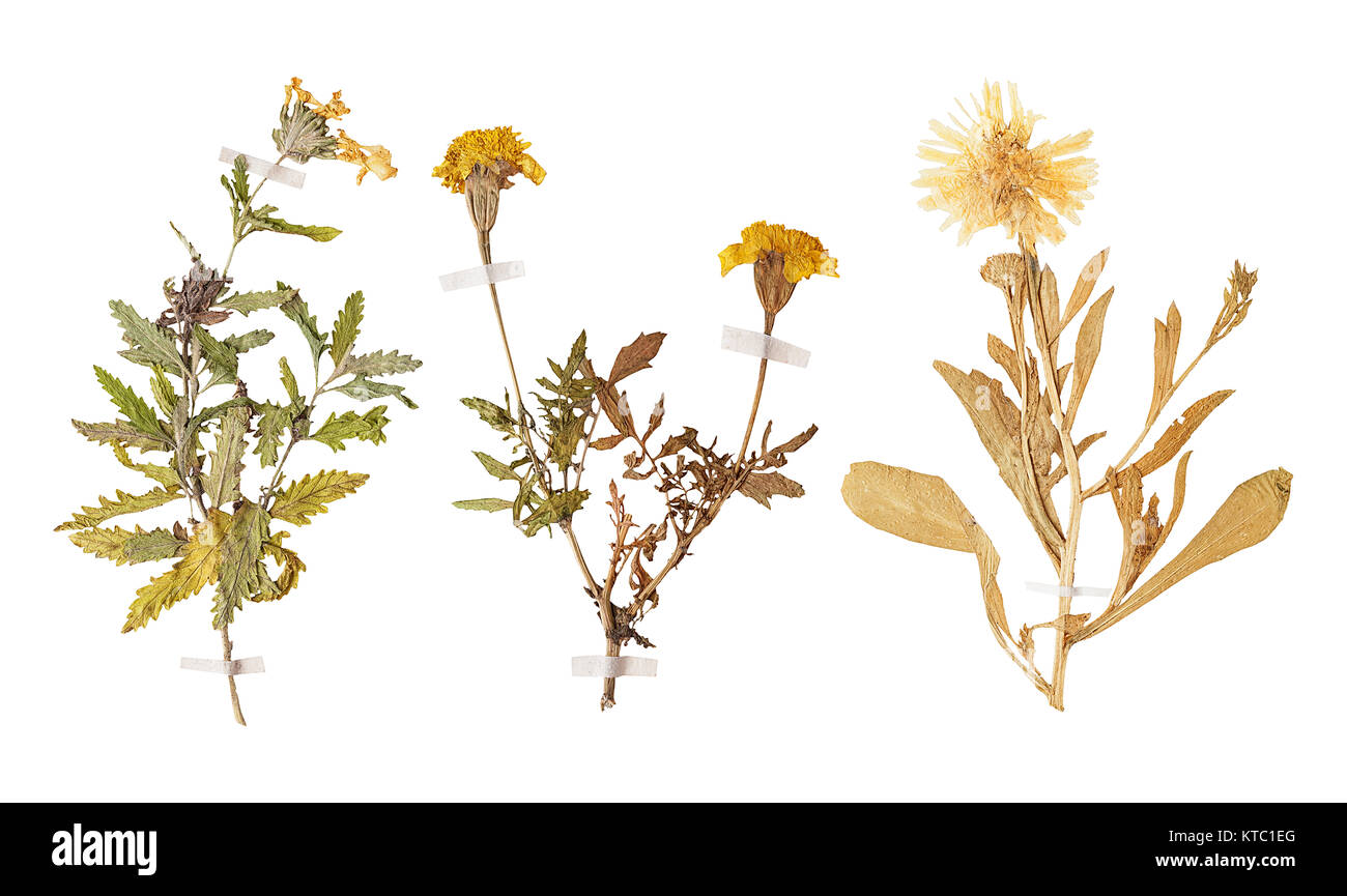 Set of wild dry pressed flowers and leaves Stock Photo - Alamy