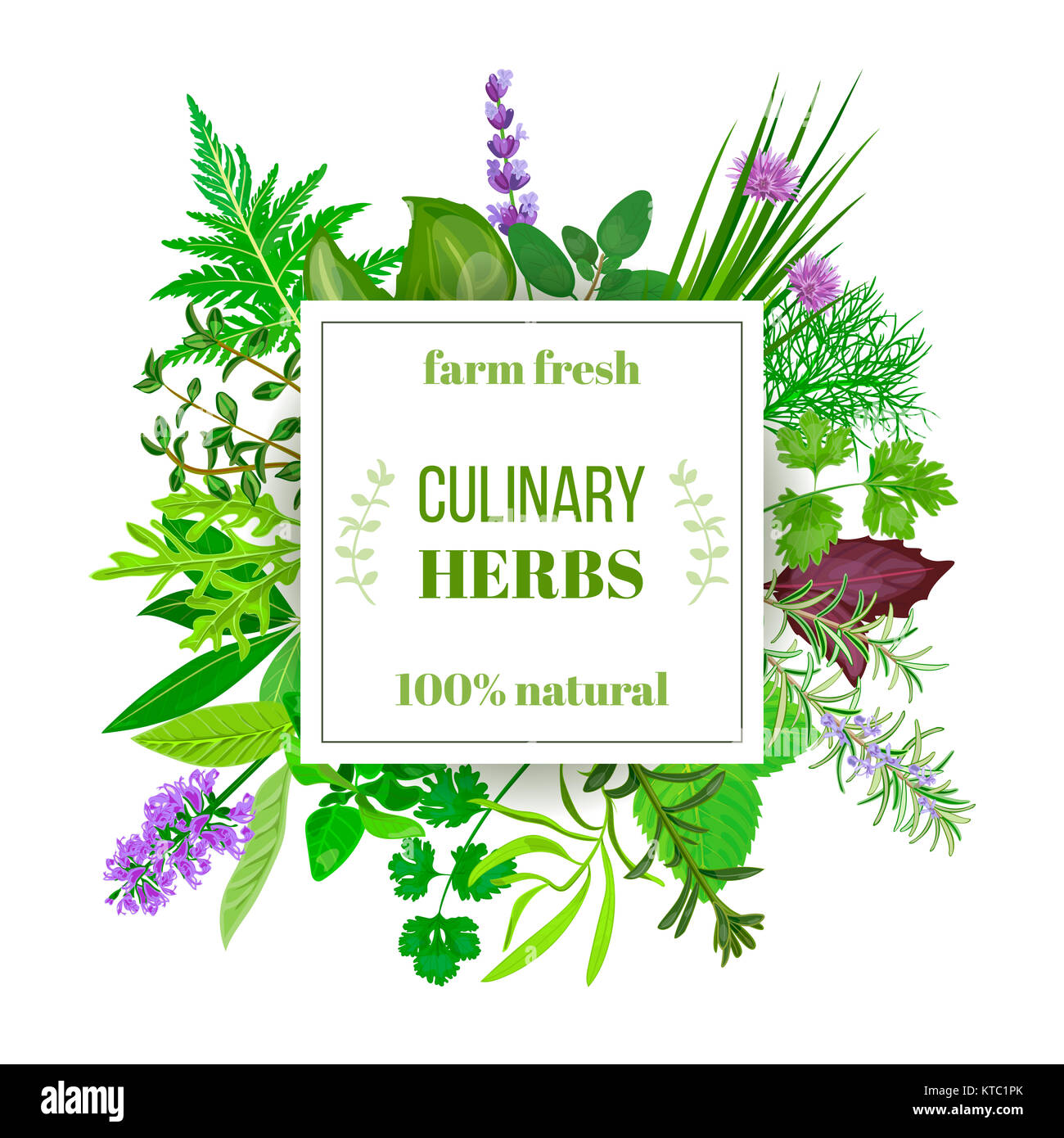Popular Culinary herbs big set with squire emblem Stock Photo - Alamy