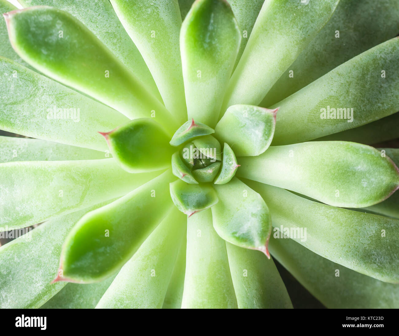 beautiful geometric succulent top view Stock Photo - Alamy