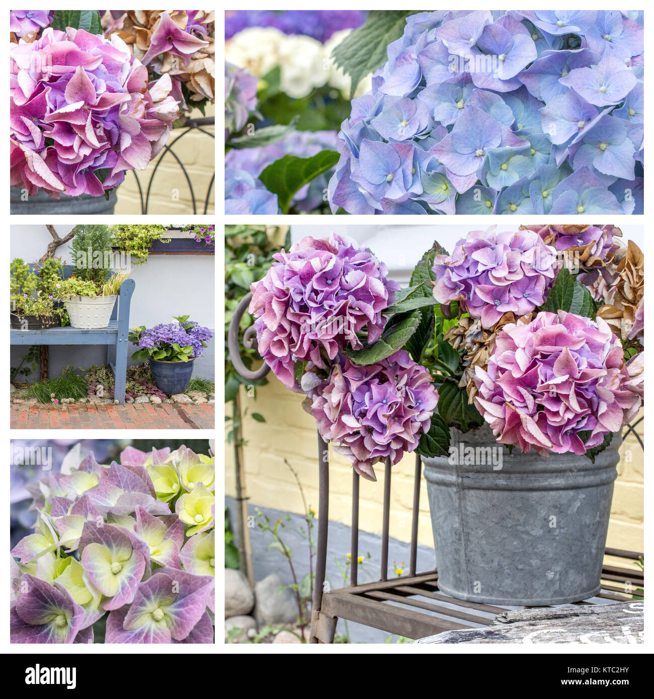 Collage with violet hydrangeas Stock Photo - Alamy