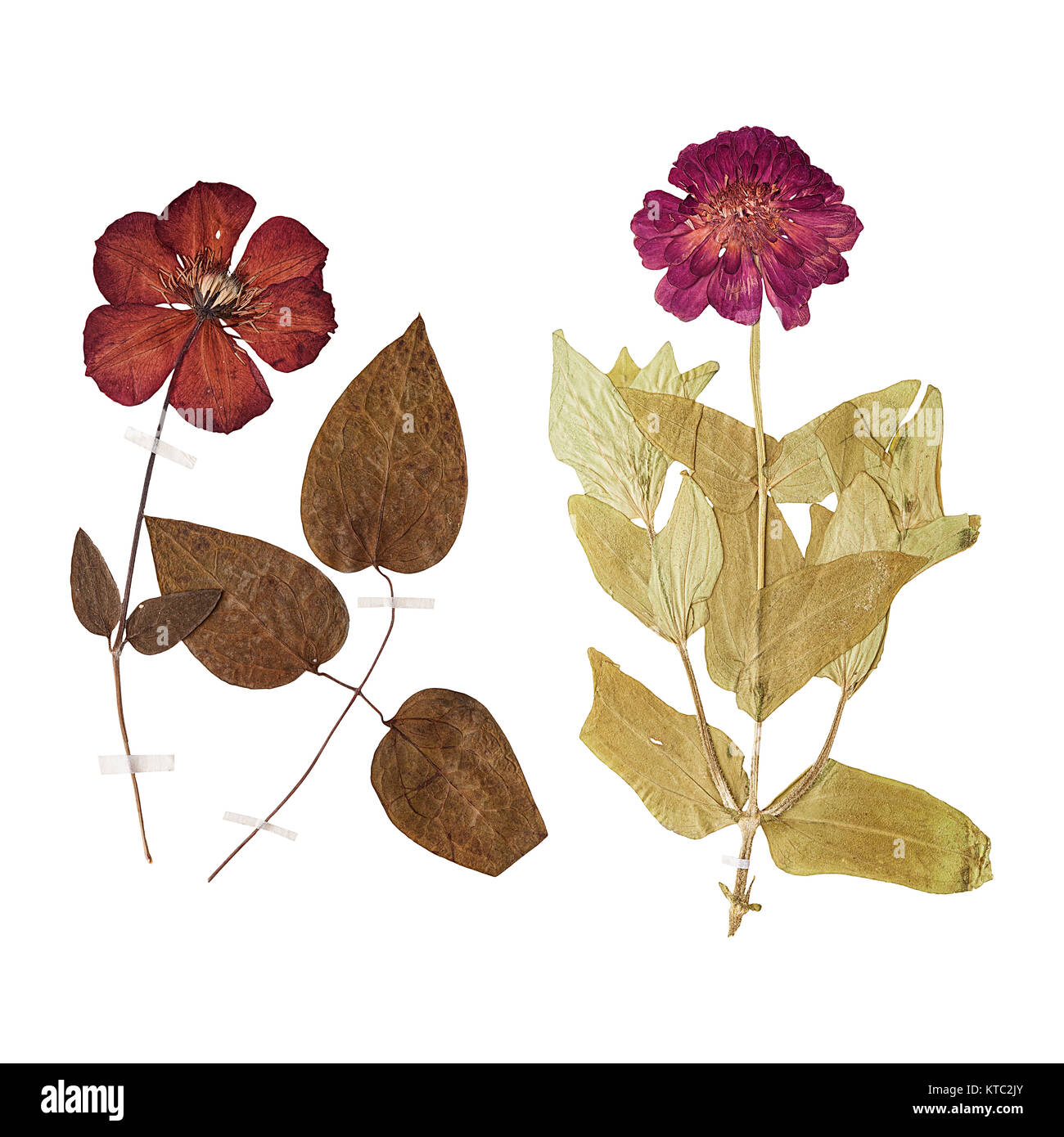 Set of wild dry pressed flowers and leaves Stock Photo - Alamy