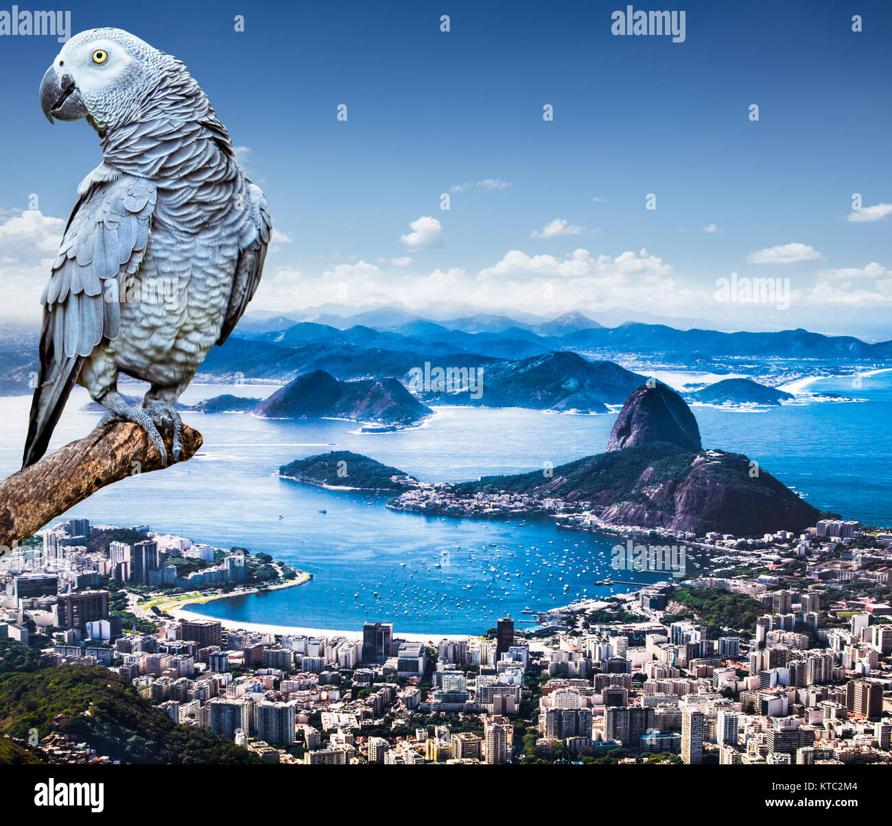 Parrot rio hi-res stock photography and images - Alamy