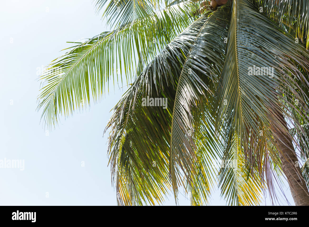 Coconut palm tree Stock Photo - Alamy