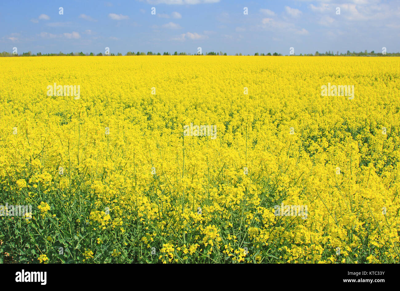 blühendes Rapsfeld vor heiterem Himmel, Sachsen, Deutschland Stock ...