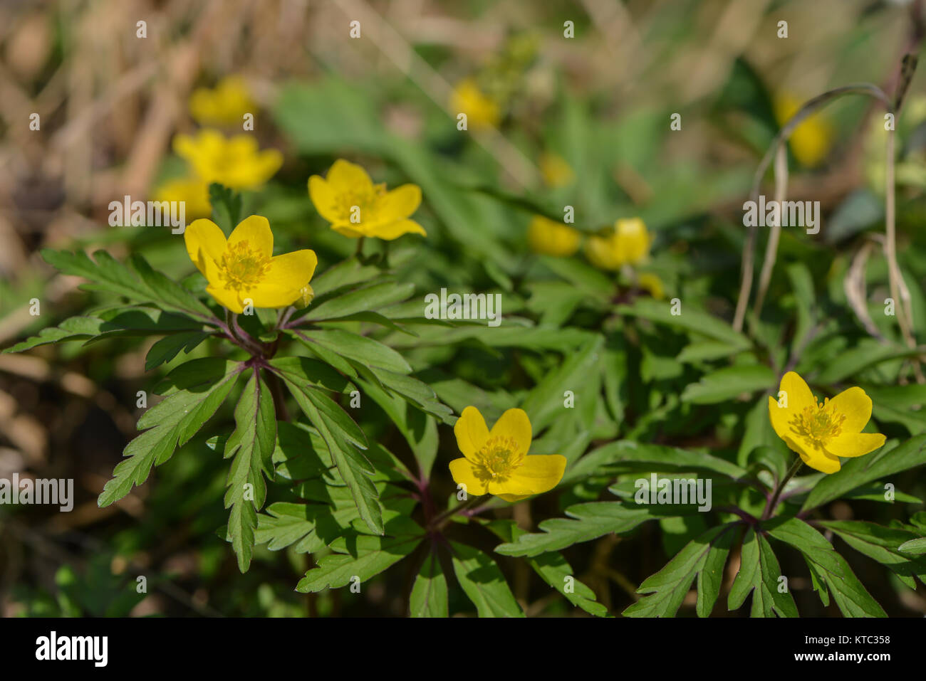 yellow wind oily Stock Photo - Alamy