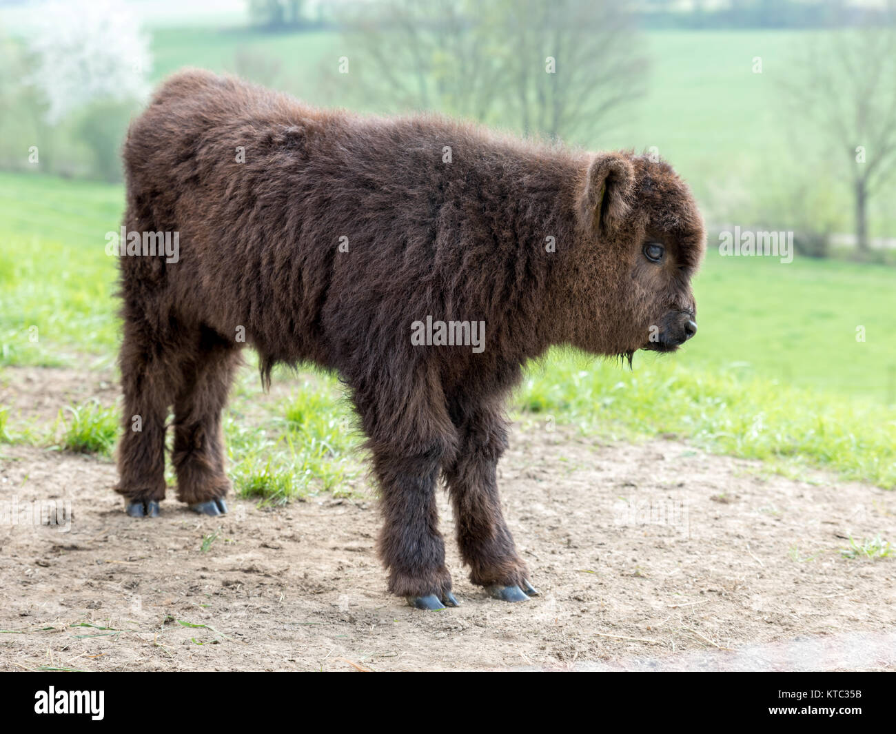 Scottish Highland beef on a pasture Stock Photo - Alamy