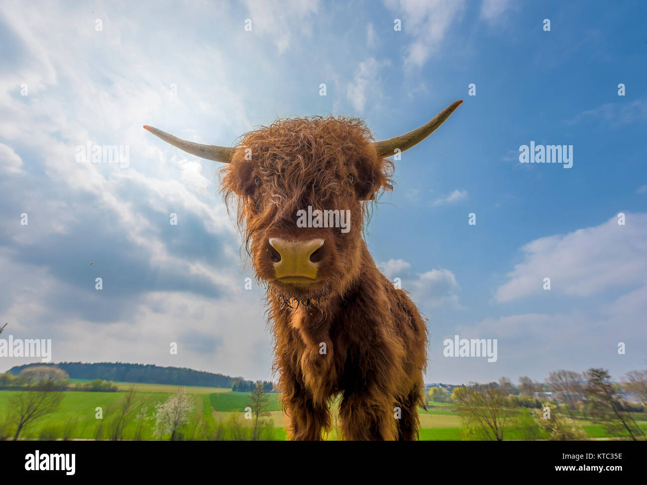 Scottish Highland beef on a pasture Stock Photo - Alamy