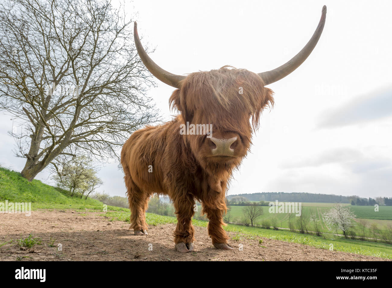 Scottish Highland beef on a pasture Stock Photo - Alamy