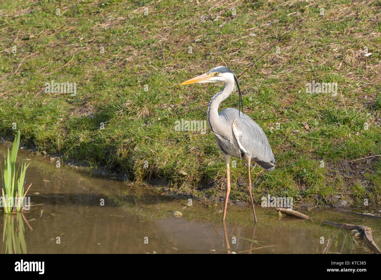 great blue heron on the hunt in the pond Stock Photo - Alamy
