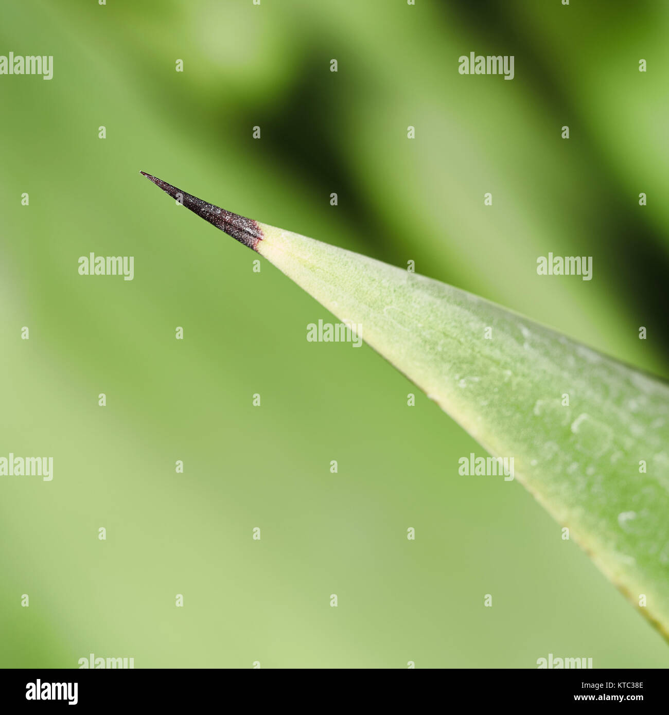 leaf of an agave with thorn Stock Photo - Alamy