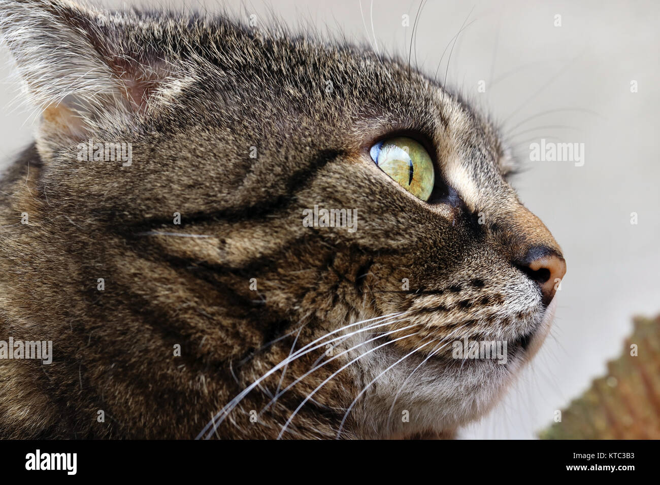 a cat with a strange,funny look Stock Photo - Alamy