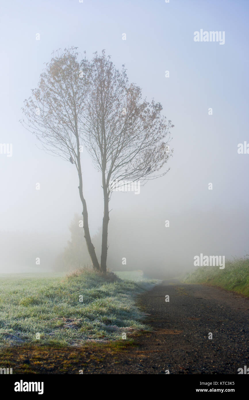 tree in the fog Stock Photo - Alamy
