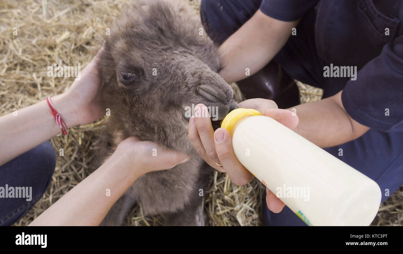 Baby camel feeding hi-res stock photography and images - Alamy