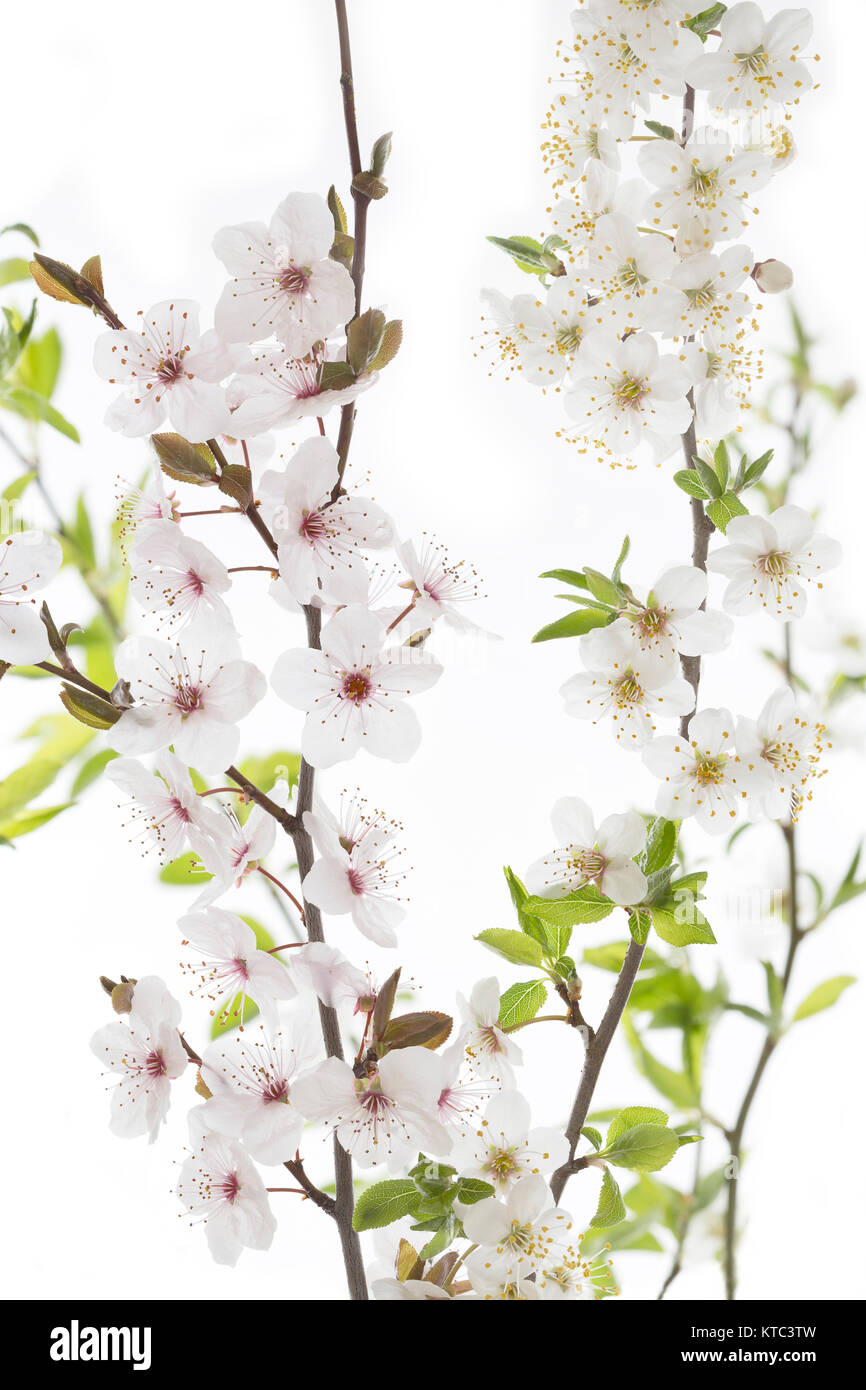 Blutpflaume High Resolution Stock Photography and Images - Alamy