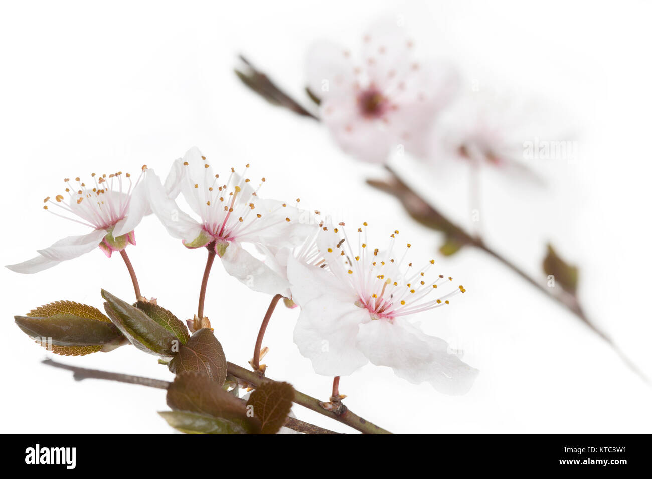 Blüten einer Blutpflaume (Prunus cerasifera Nigra Stock Photo - Alamy
