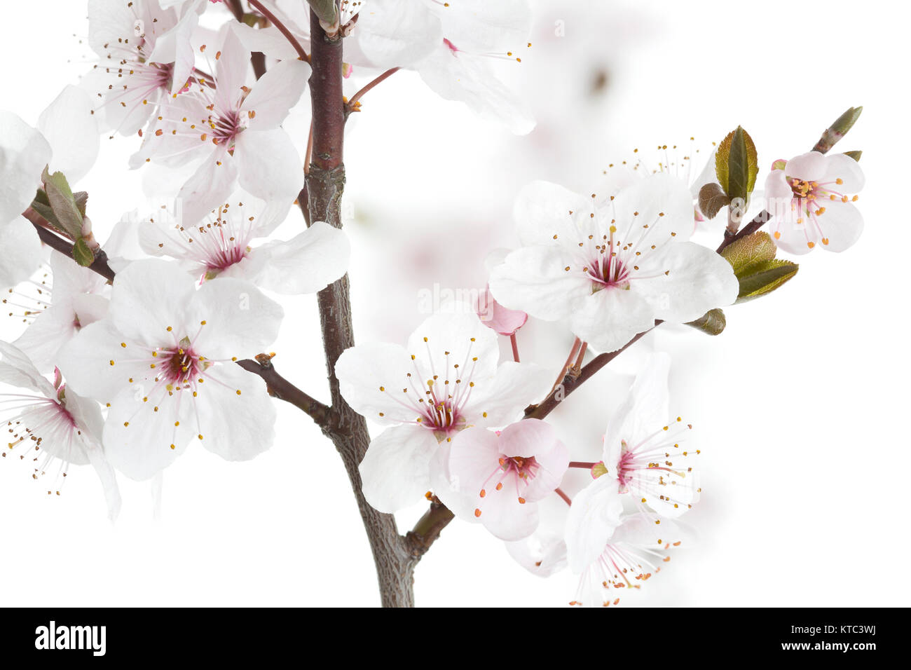 Blüten einer Blutpflaume (Prunus cerasifera Nigra Stock Photo - Alamy