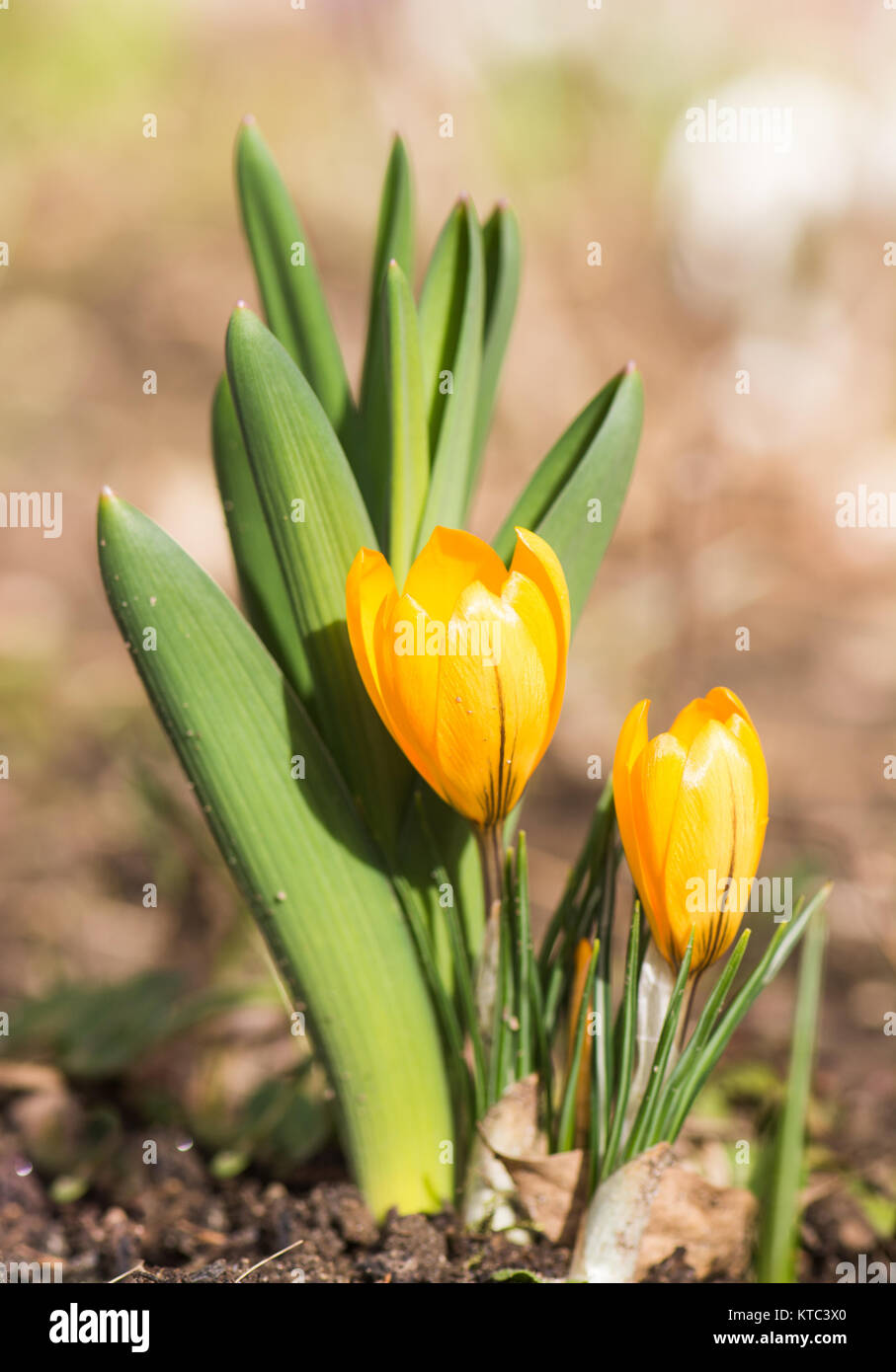 Yellow crocus flowers Stock Photo - Alamy