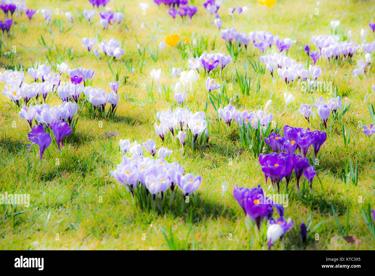 Spring background with various crocus flowers Stock Photo - Alamy