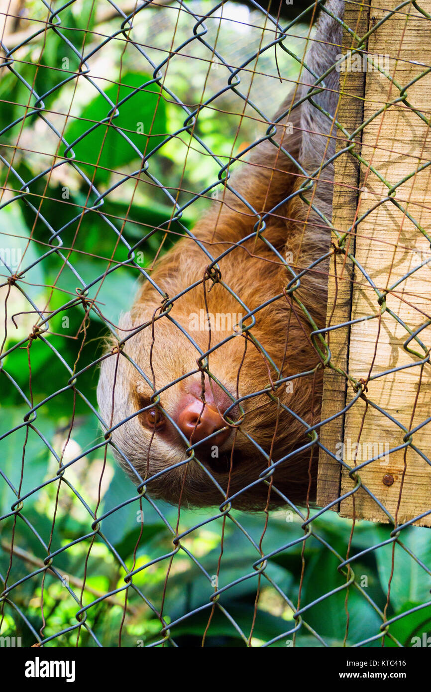 Three Toed Sloth Stock Photo - Alamy