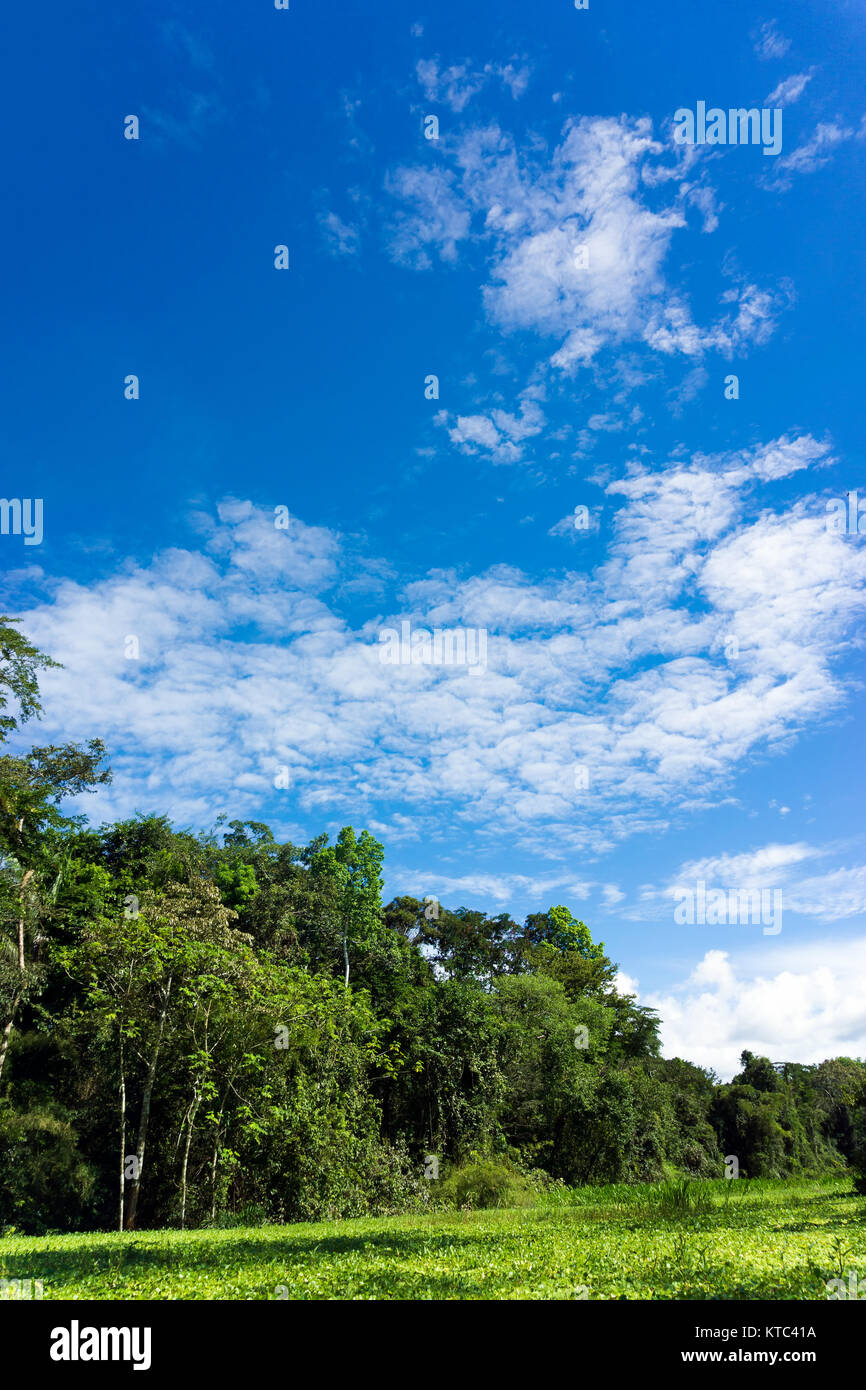 Amazon Rainforest Landscape Stock Photo - Alamy