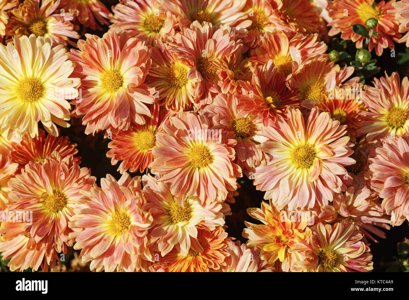 Gerbera flowers blossom Stock Photo - Alamy