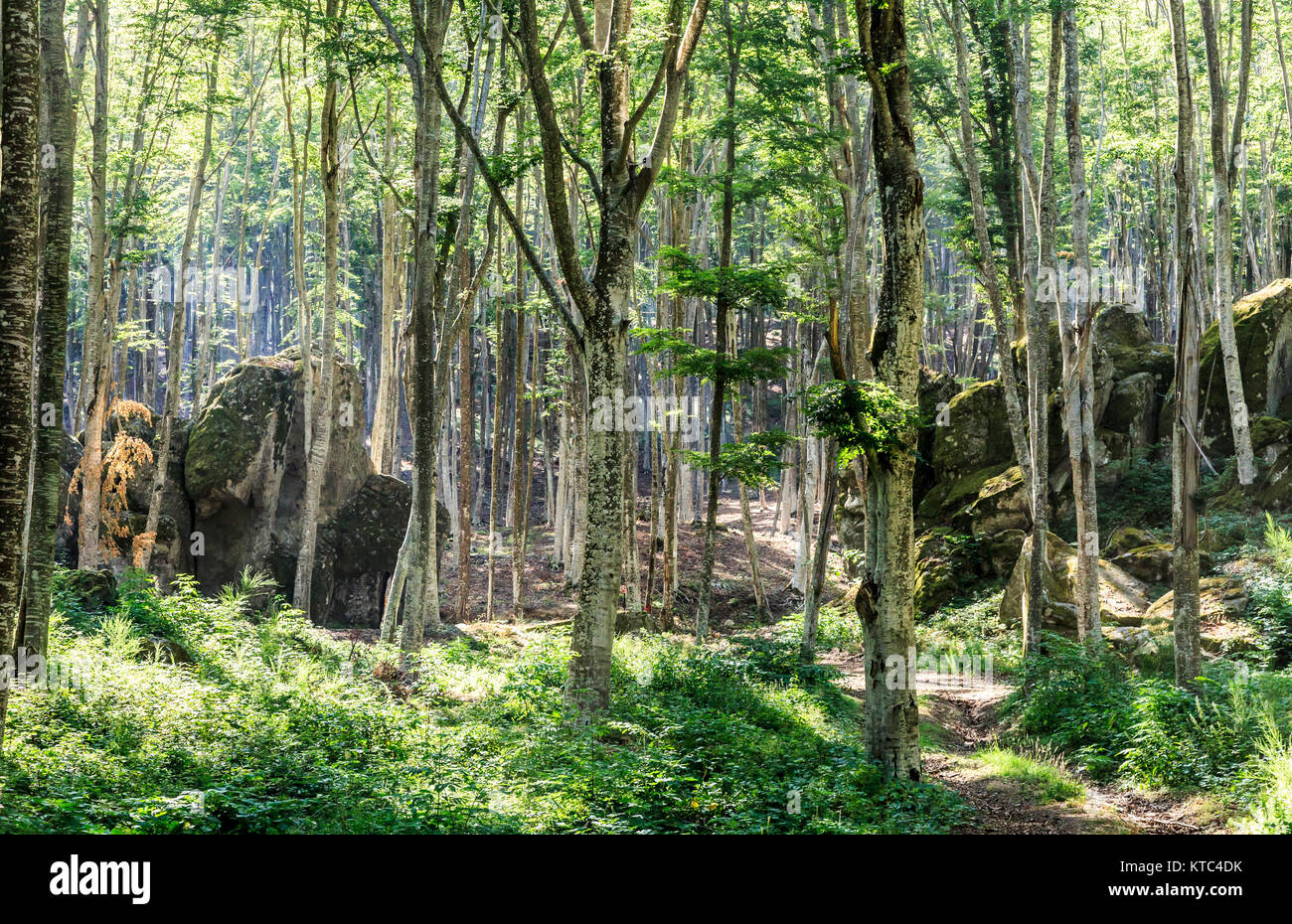 Monte amiata tuscany hi-res stock photography and images - Alamy