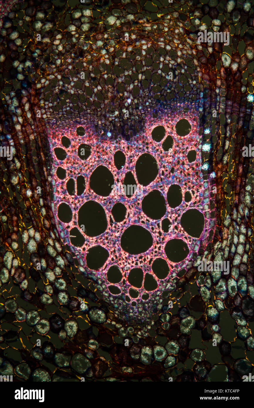 pipe shrub stem across 100x Stock Photo - Alamy