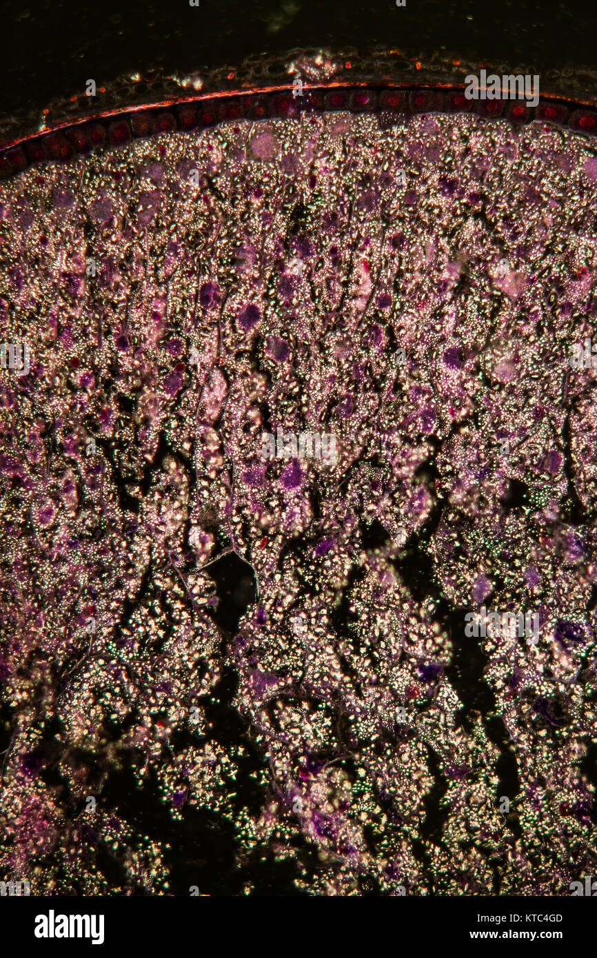 cereal cross section 100x Stock Photo - Alamy