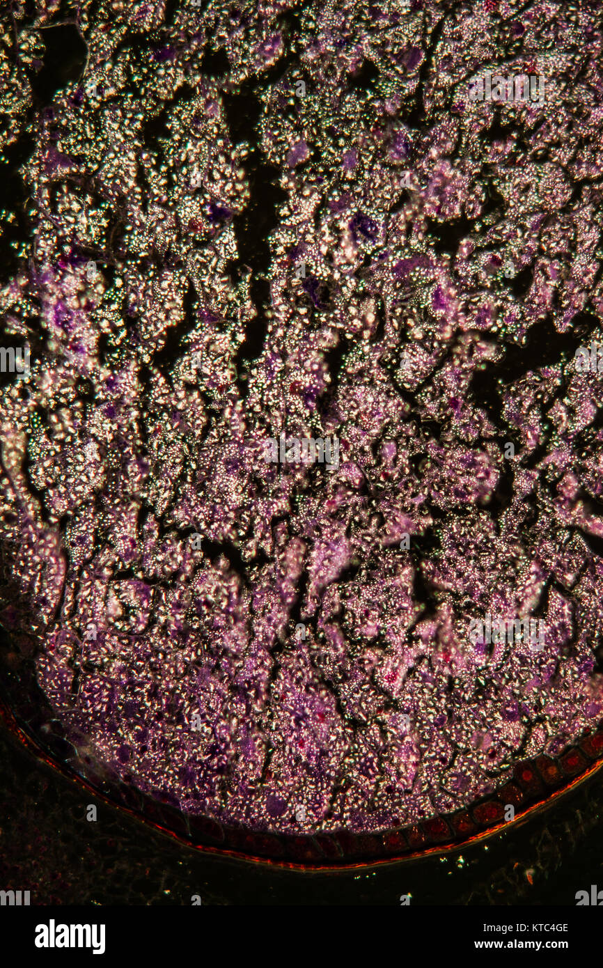 cereal grain cross section 100x Stock Photo - Alamy