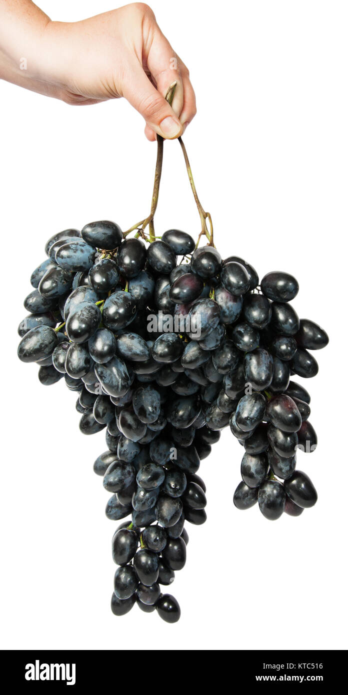 Hand holding a bunch of dark grapes Stock Photo - Alamy