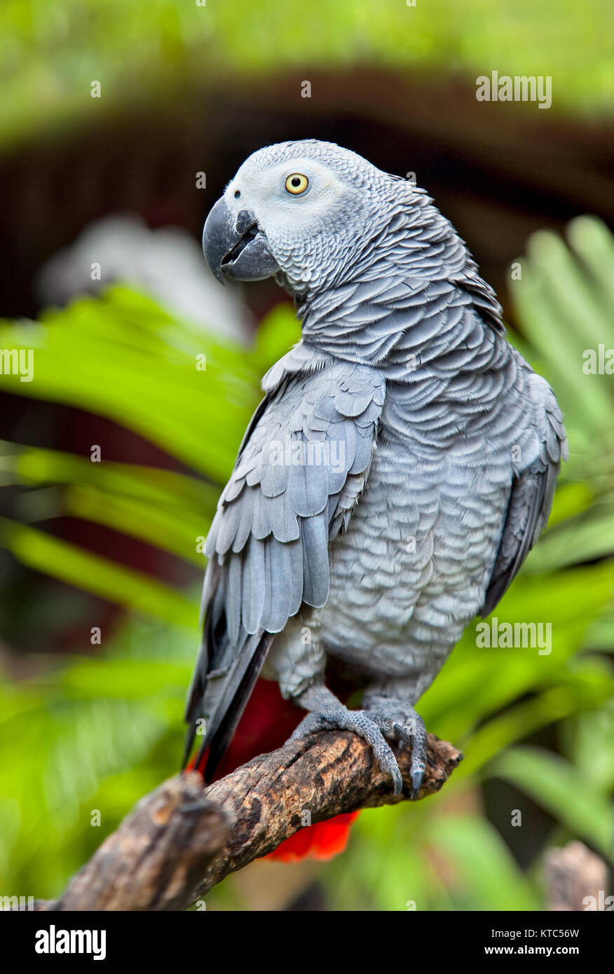 African grey parrot hi-res stock photography and images - Alamy