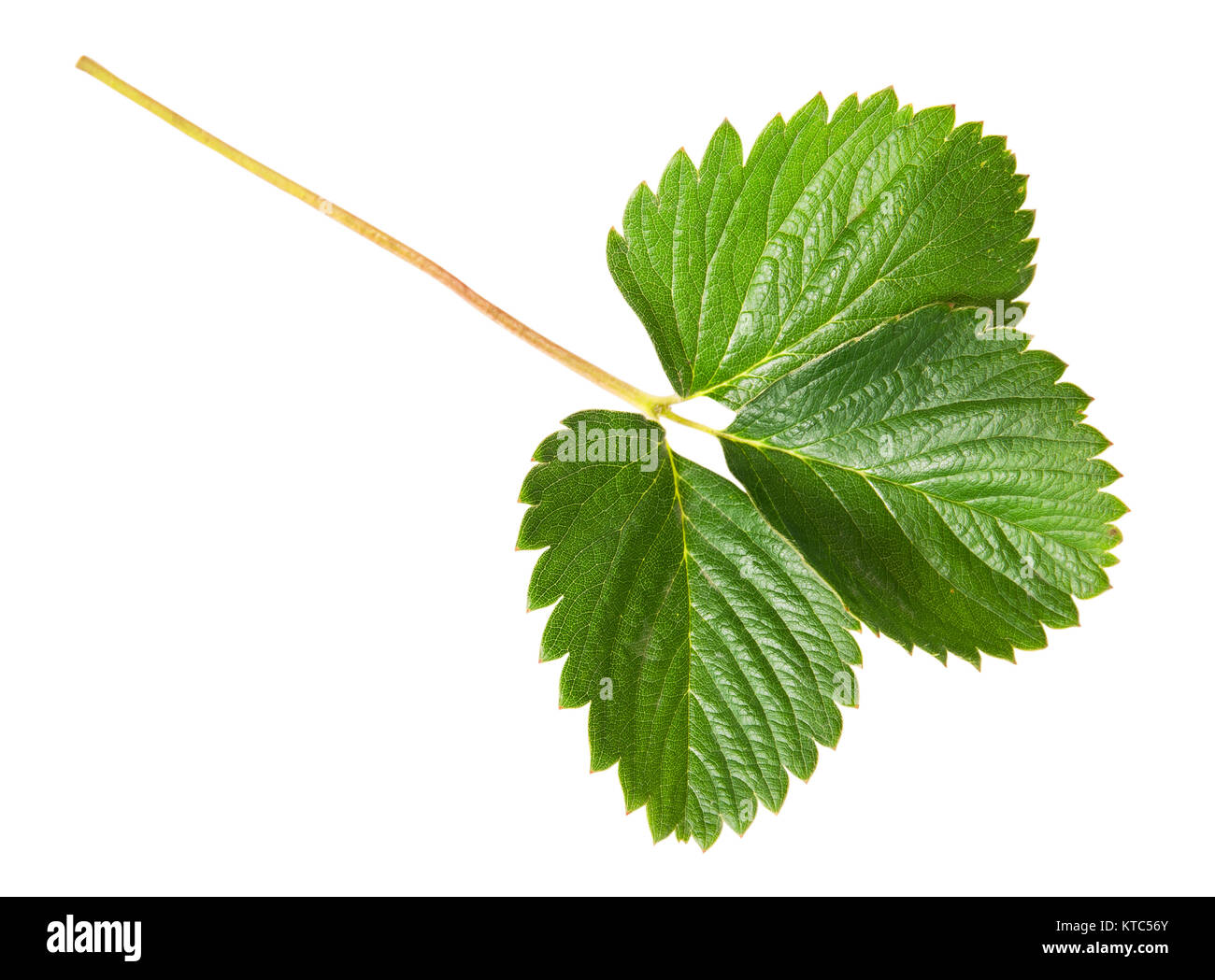 Green strawberry leaf Stock Photo - Alamy